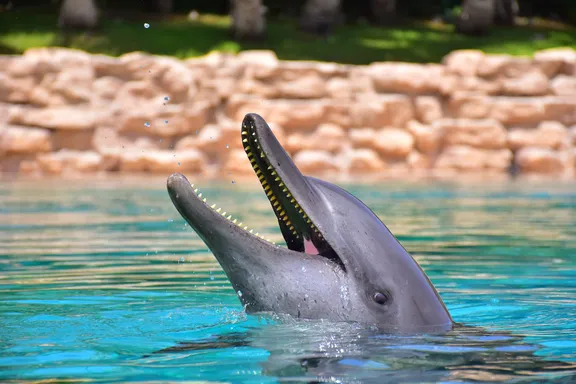 Dolphin Show in Dubai @ Atlantis Aquaventure | Book Tickets!