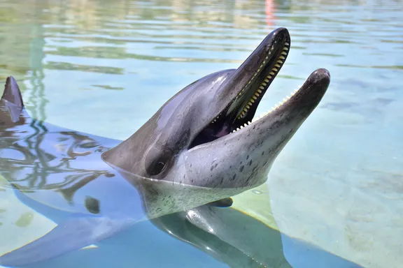 Dolphin Show in Dubai @ Atlantis Aquaventure | Book Tickets!